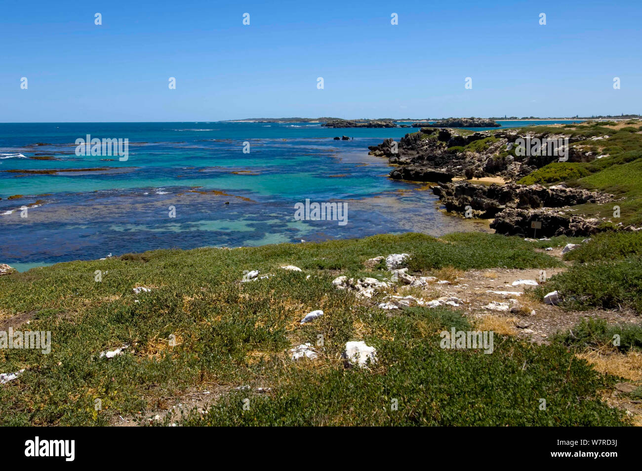 Penguin Island - wildlife sanctuary for penguins and marine mammals ...