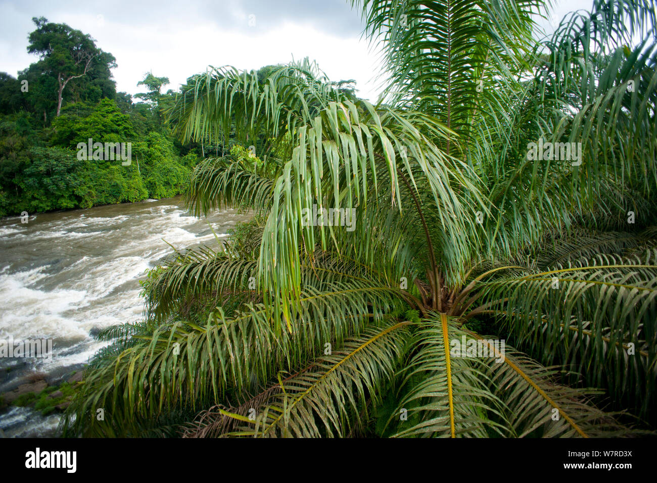 South cameroon hi-res stock photography and images - Alamy