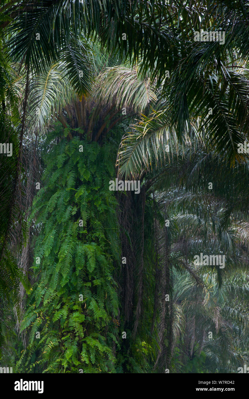 Palm oil tree west africa hi-res stock photography and images - Alamy
