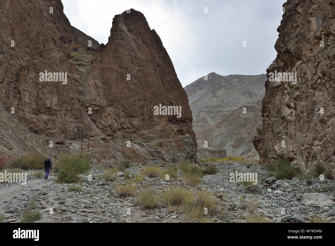 Bharal (Pseudois nayur) and Snow Leopard (Panthera uncia uncinoides ...