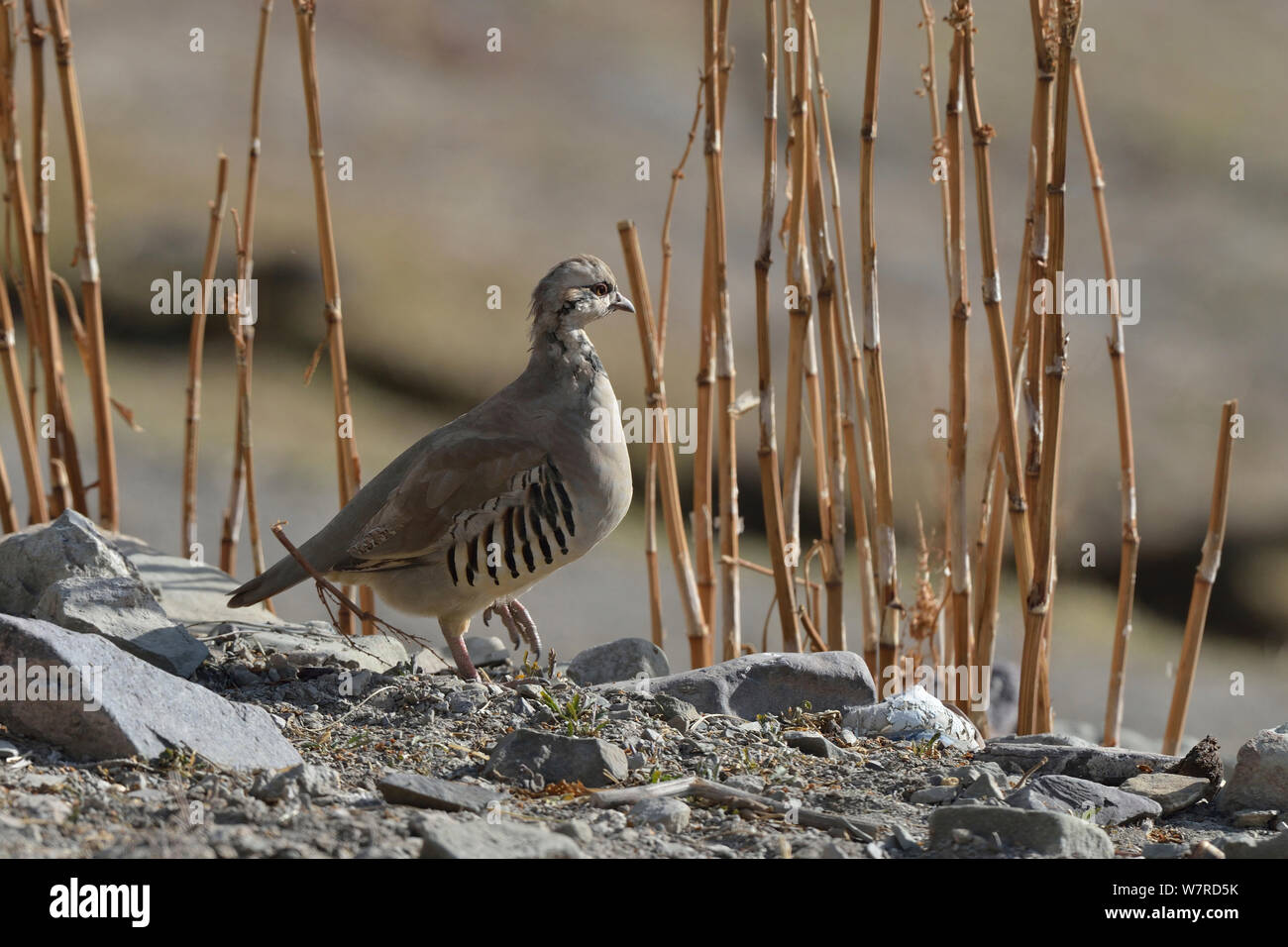Biodiversity hotspots india hi-res stock photography and images - Alamy