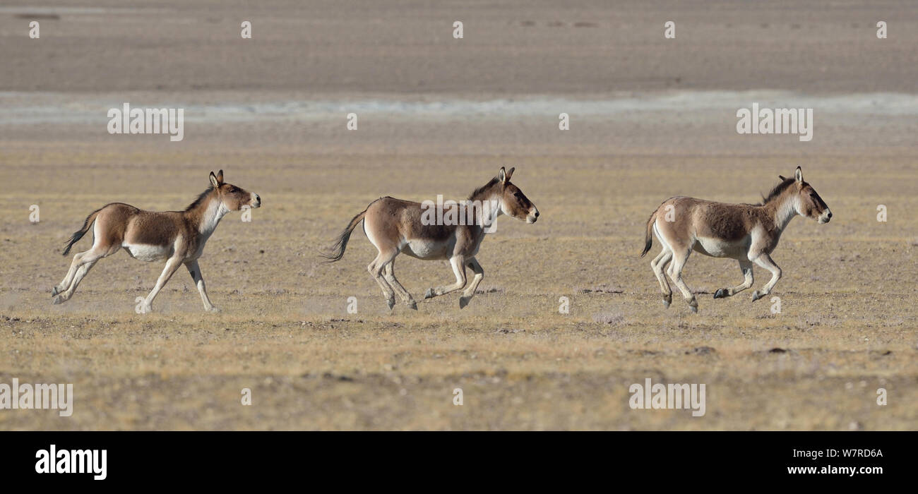 Tibetan Wild Asses / Kiang (Equus kiang) running, ChangThang, Tso Kar ...