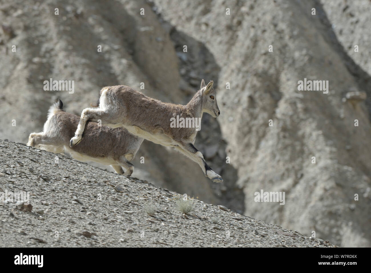 Leaping antelopes hi-res stock photography and images - Alamy