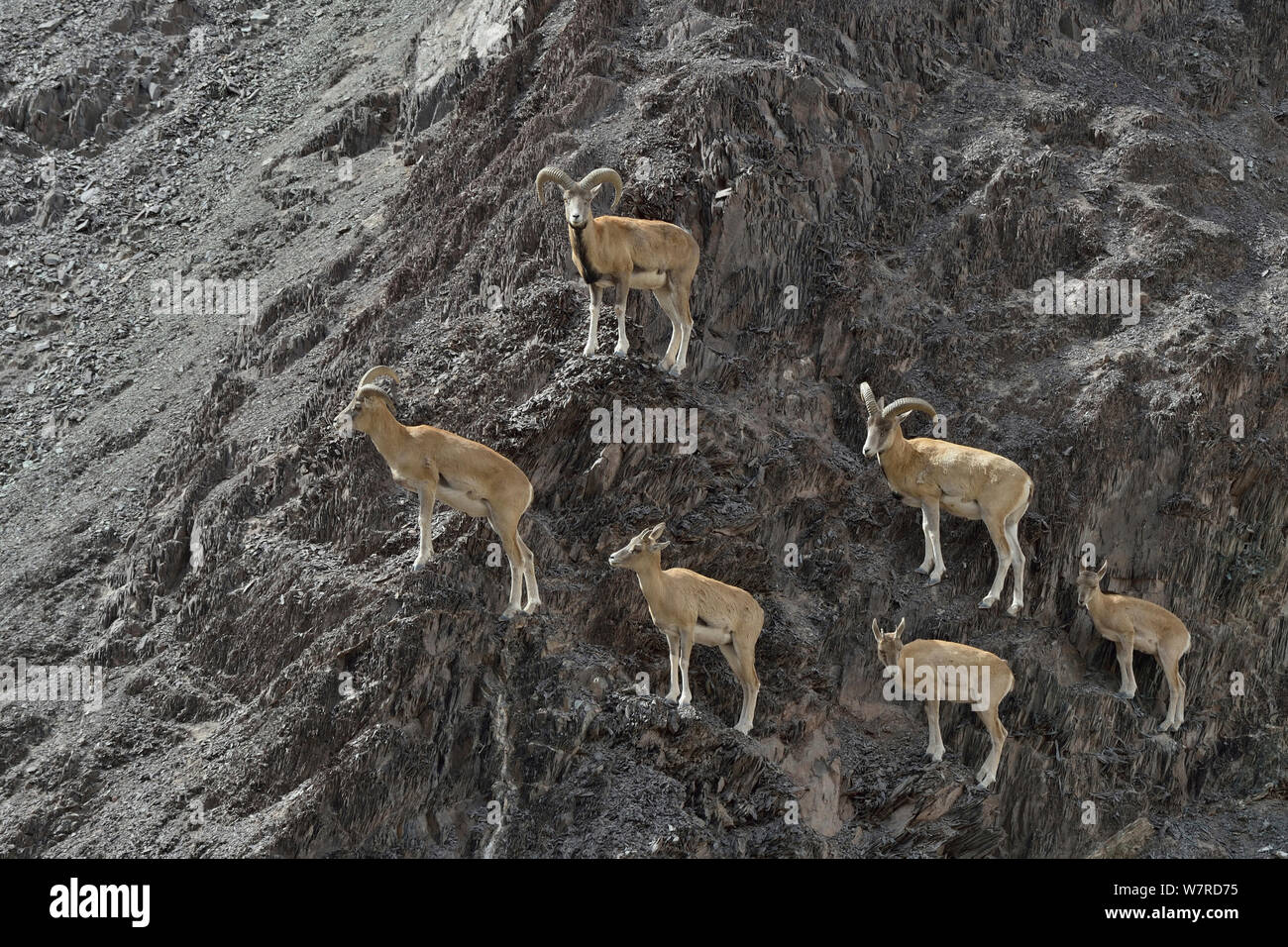 Ladakh Urial (Ovis orientalis vignei) mixed herd on steep slope, Hemis ...