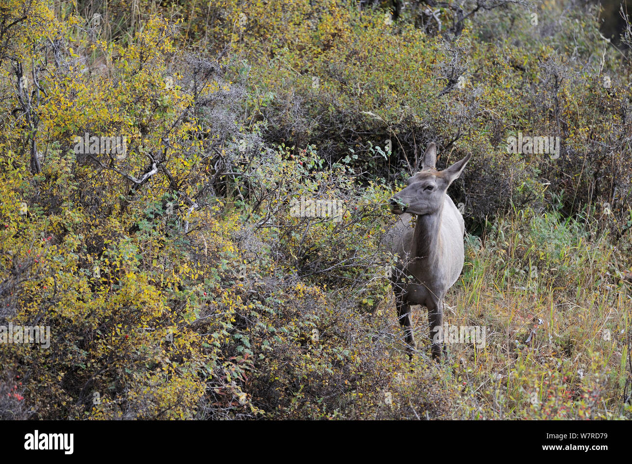 Altai maral hi-res stock photography and images - Alamy