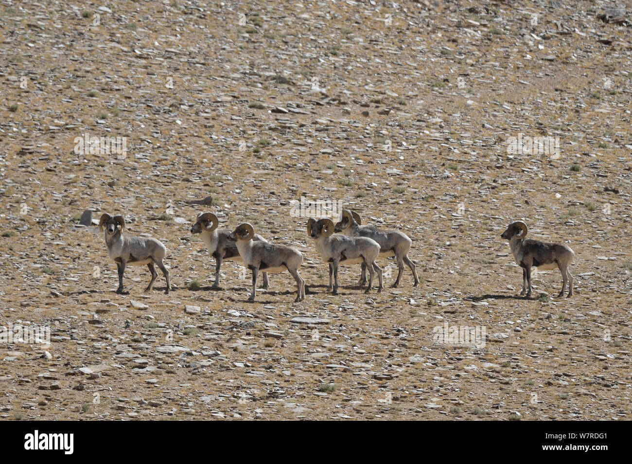 Tibetan argali sheep hi-res stock photography and images - Alamy
