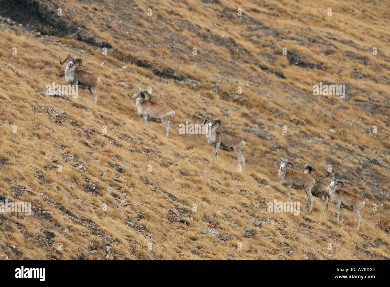 Tien Shan Argali (Ovis karelini) herd of males, Tien Shan at an ...