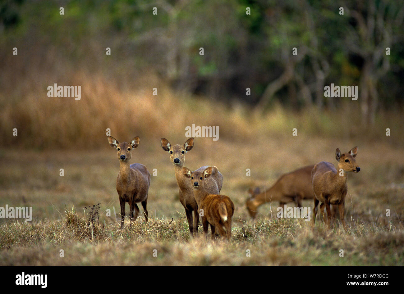 Calamian Deer (Axis calamaniensis) herd, Calauit island, Province of ...