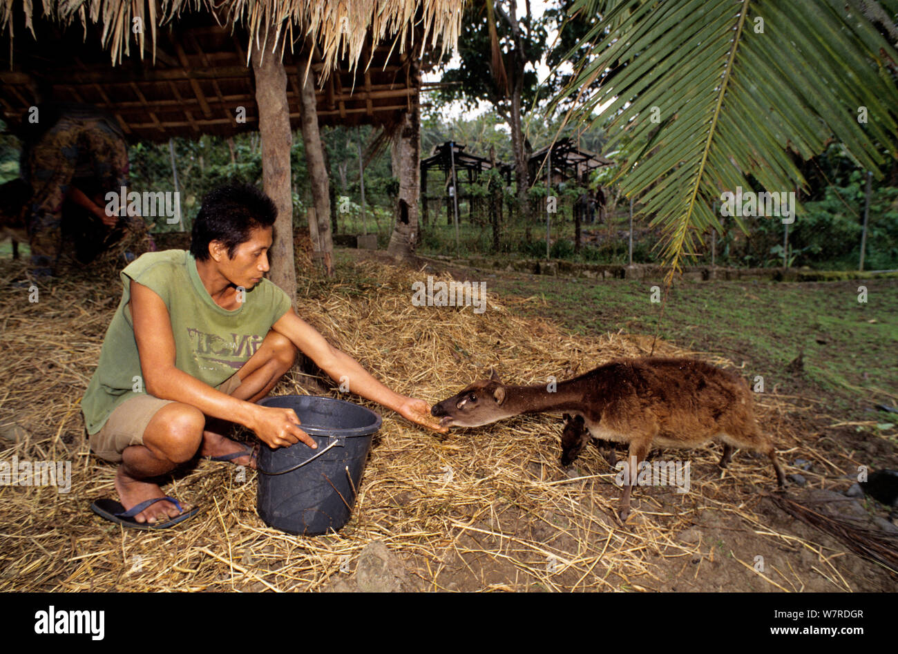 Man feeding a Visayan Spotted Deer (Rusa / Cervus alfredi) Panay ...