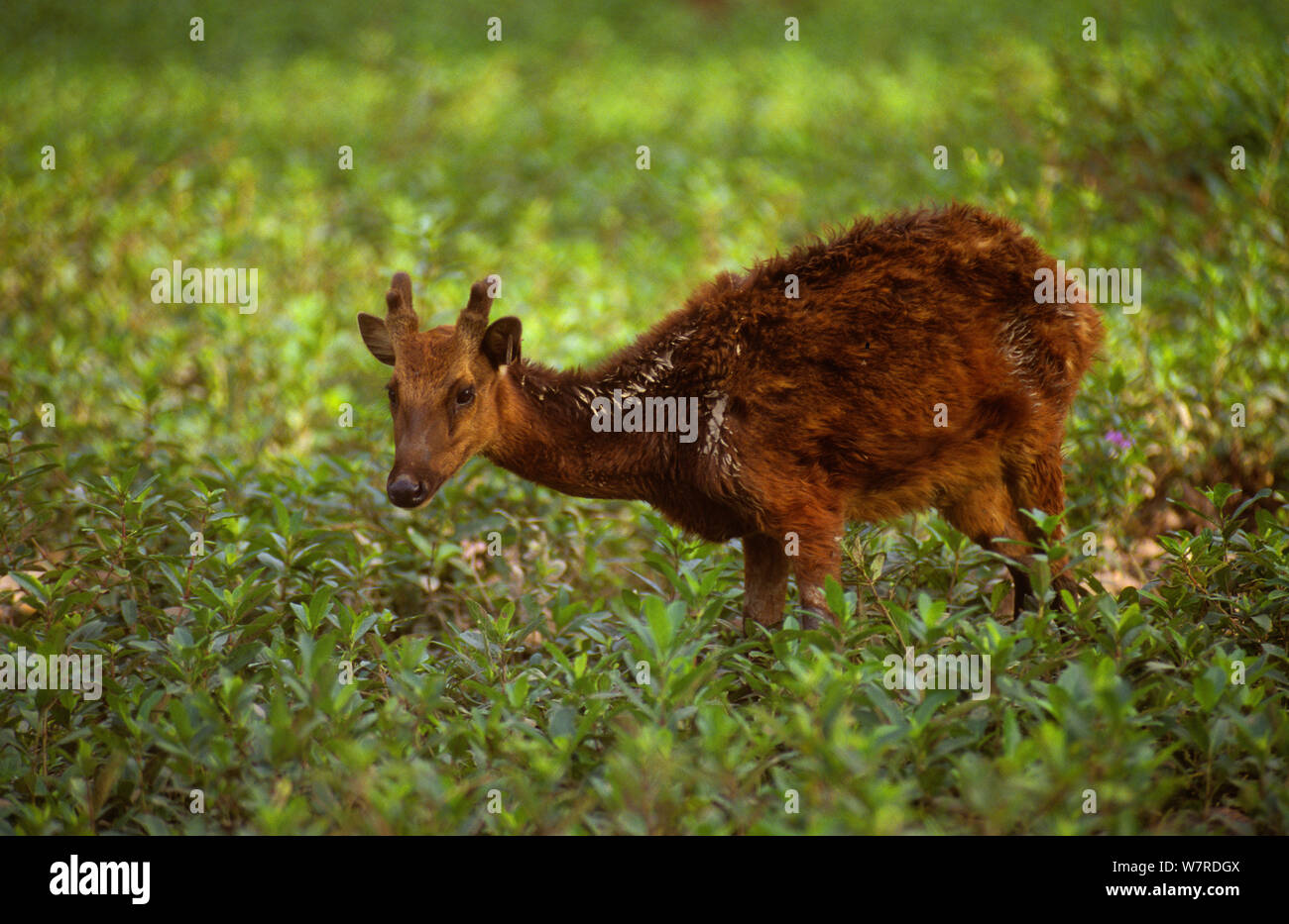 Visayan Spotted Deer (Rusa / Cervus alfredi). Silliman University ...
