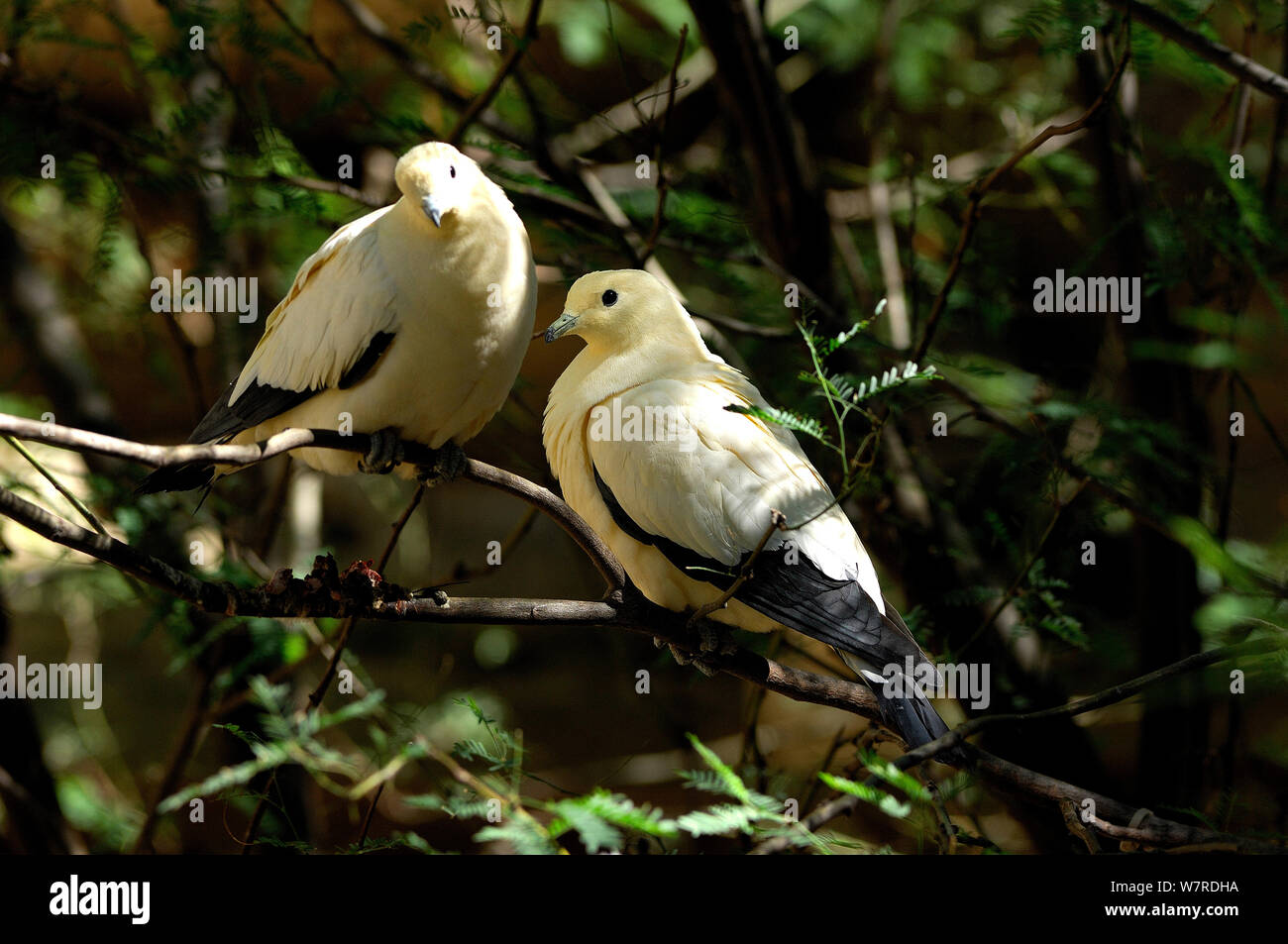 Pied Imperial-pigeon / Nutmeg pigeon (Ducula bicolor) preening, captive ...