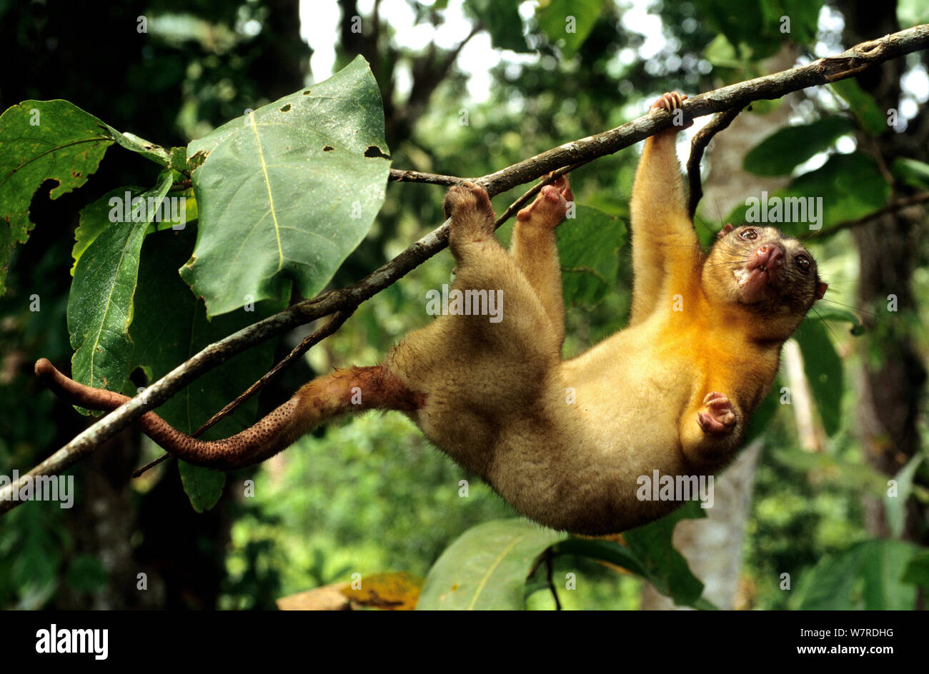 Eastern common Cuscus (Phalanger intercastellanus) climbing tree ...