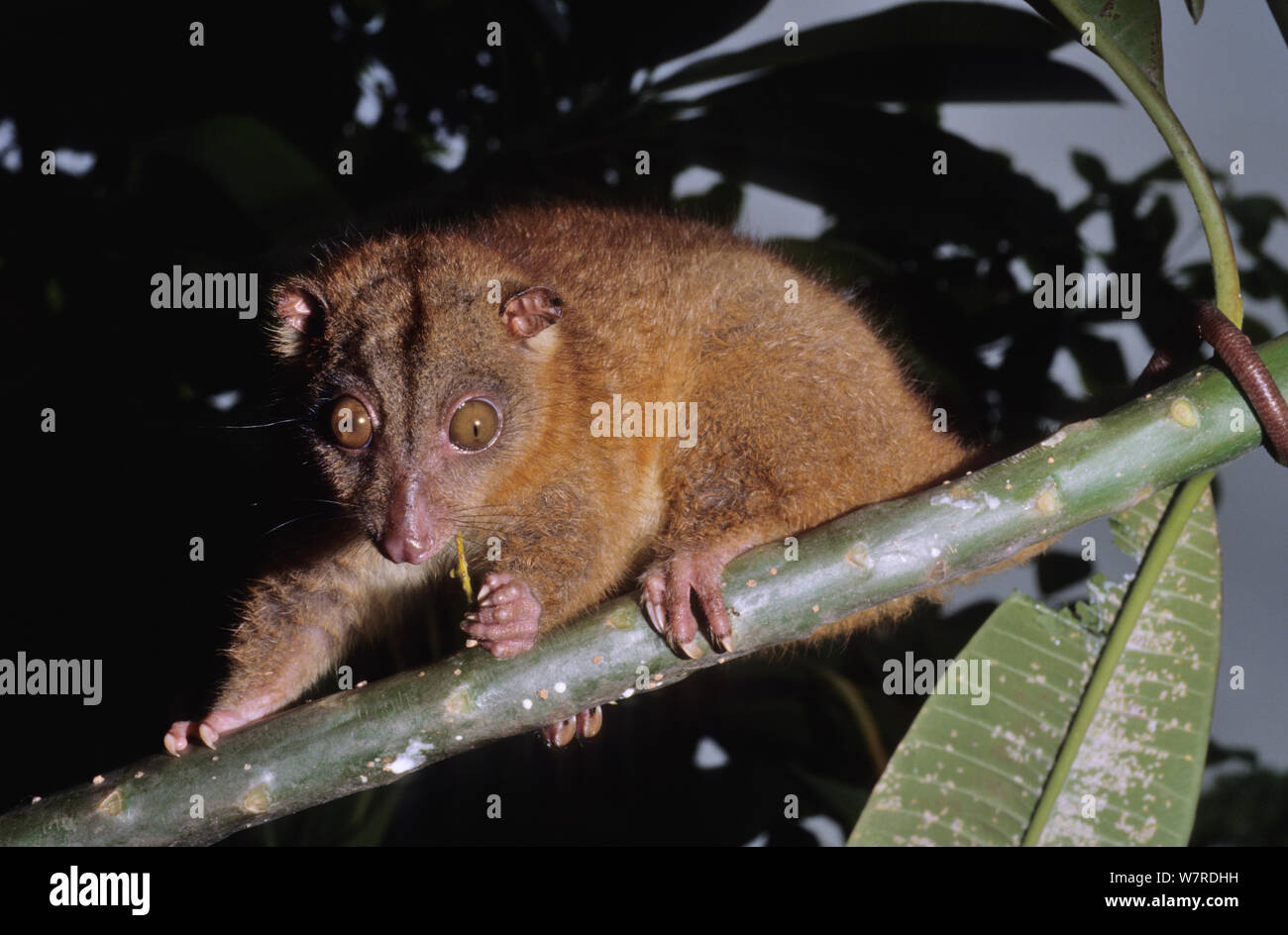 Eastern common Cuscus (Phalanger intercastellanus) Fergusson Island ...