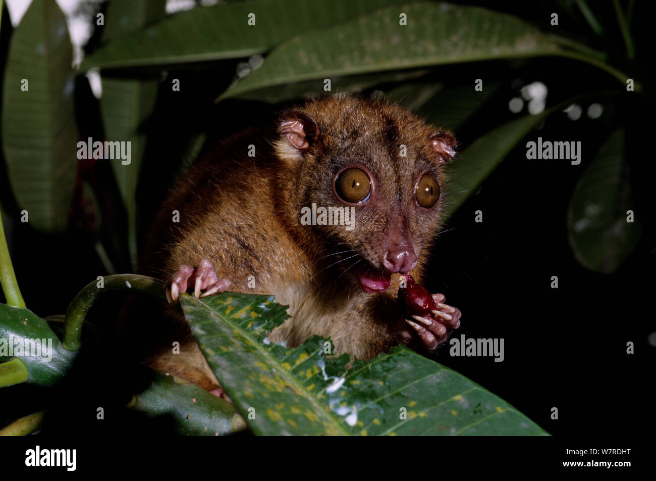 Eastern common Cuscus (Phalanger intercastellanus) feeding, Fergusson's ...