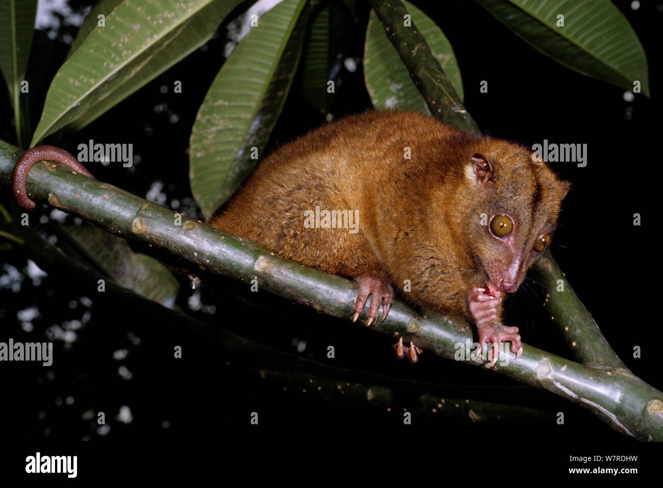 Eastern common Cuscus (Phalanger intercastellanus) feeding, Fergusson's ...