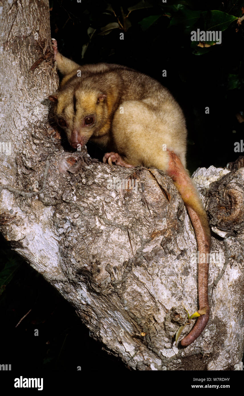 Eastern common cuscus (Phalanger intercastellanus) Fergusson island ...