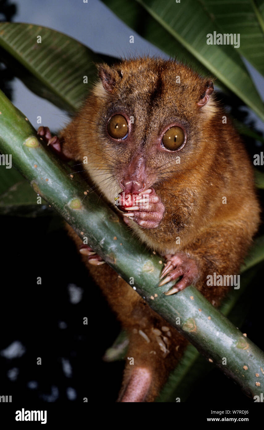 Eastern common Cuscus (Phalanger intercastellanus) feeding at night ...