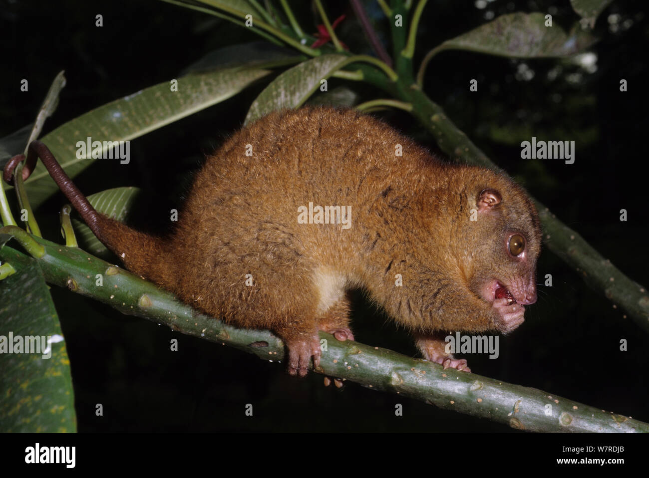 Common phalanger hi-res stock photography and images - Alamy