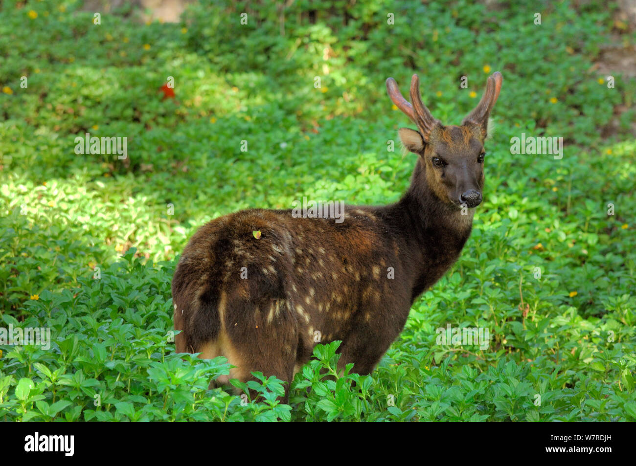 Philippine Spotted Deer