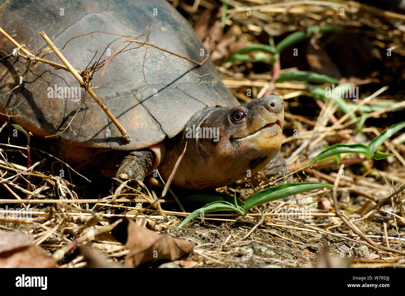 Chelonians hi-res stock photography and images - Alamy