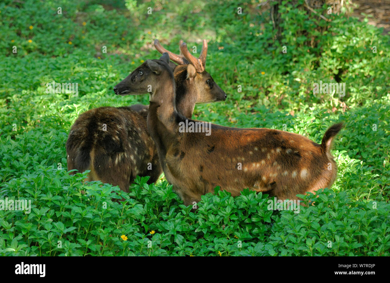 Visayan spotted deer (Cervus alfredi) male and female, from Panay and ...
