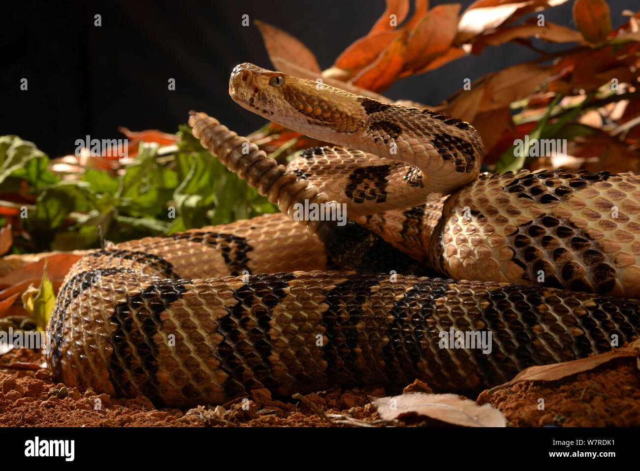 Timber rattlesnake (Crotalus horridus atricaudatus) from Eastern USA ...