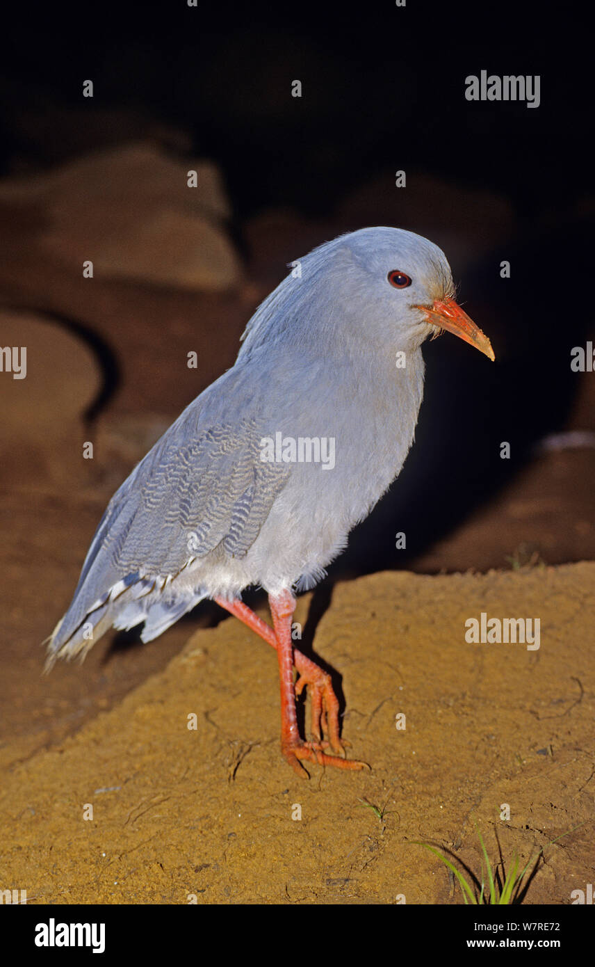 Kagu (Phynochetos jubatus) at night, New Caledonia. Endangered and ...