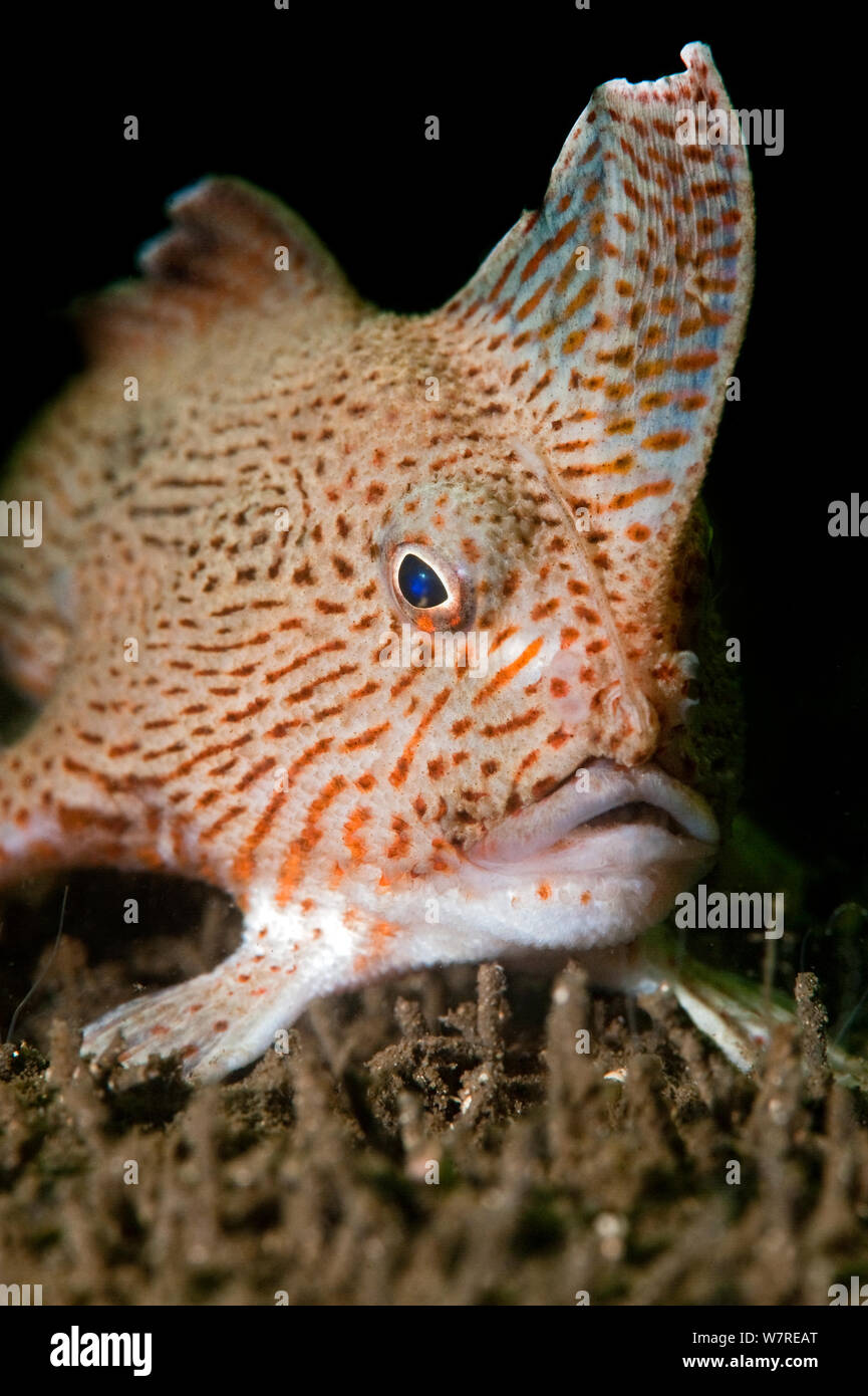 Spotted handfish hi-res stock photography and images - Alamy