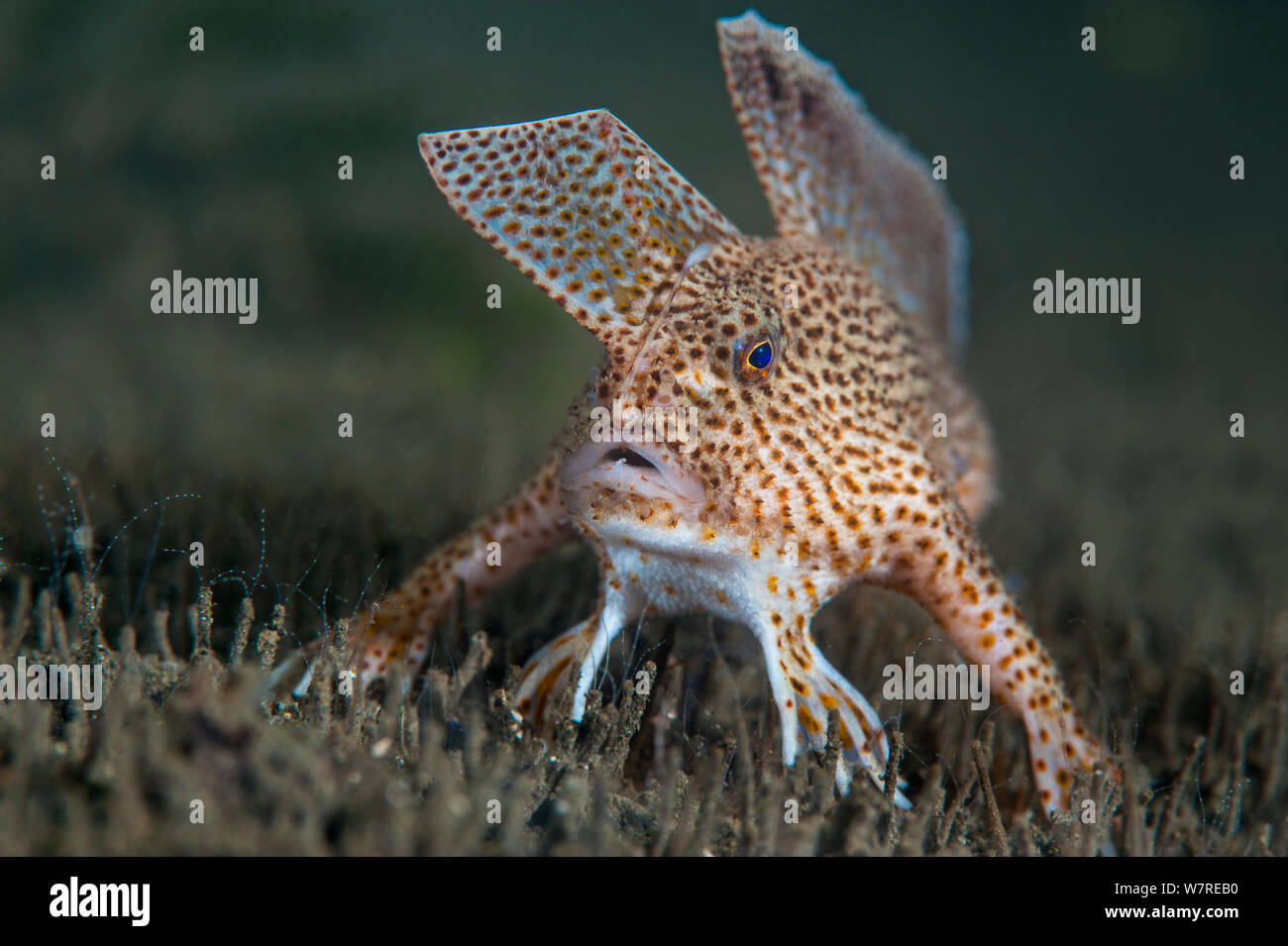 Spotted handfish (Brachionichthys hirsutus) portrait, Derwent River ...