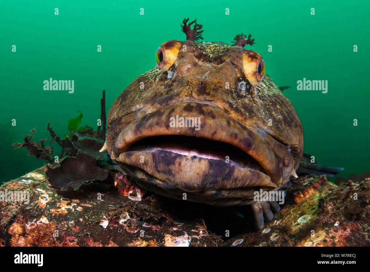 Puget sound underwater hi-res stock photography and images - Alamy