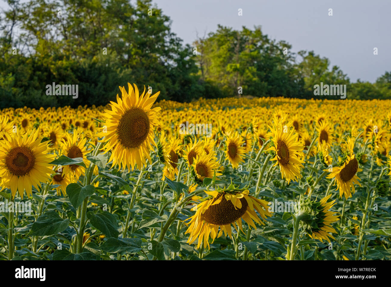 Blooming sunflowers in the backlight. A cheerful symbol of a warm sunny ...