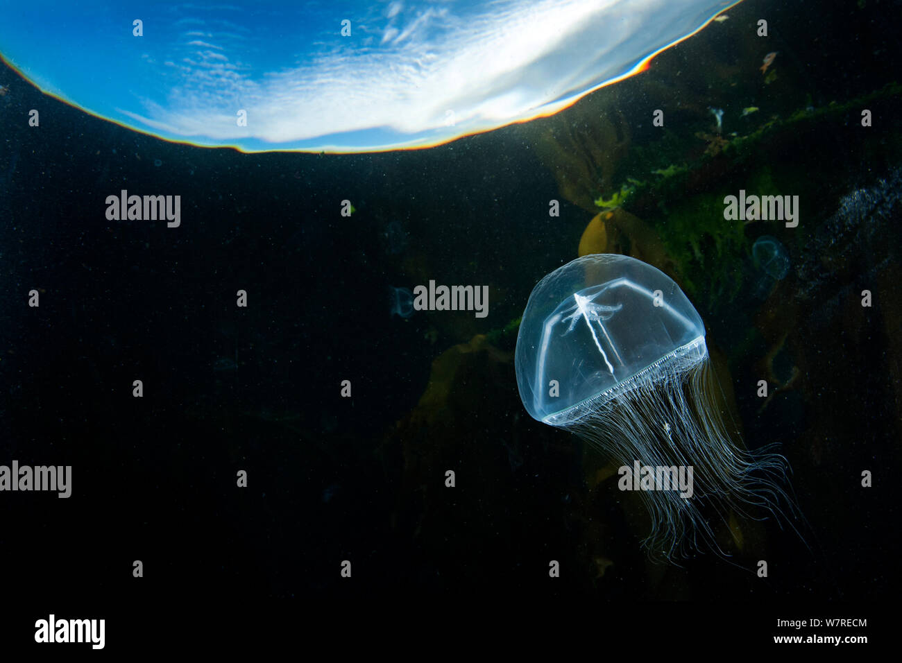 Jellyfish pass hi-res stock photography and images - Alamy