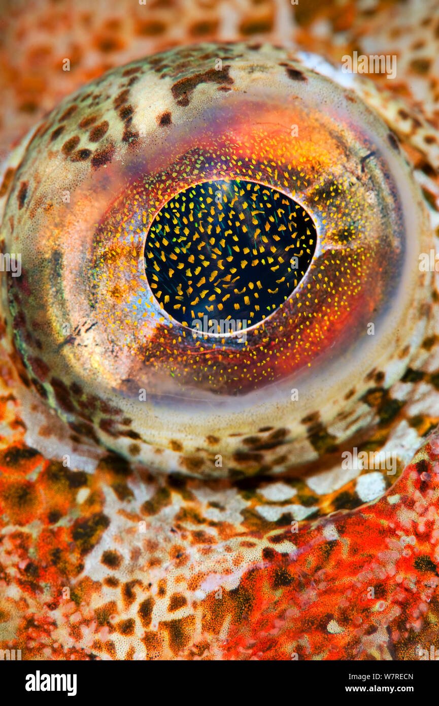 Red irish lord fish hi-res stock photography and images - Alamy