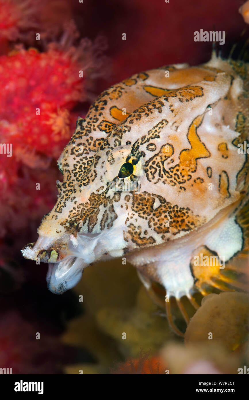 Portrait of a Grunt sculpin (Rhamphocottus richardsonii) yawns as it ...
