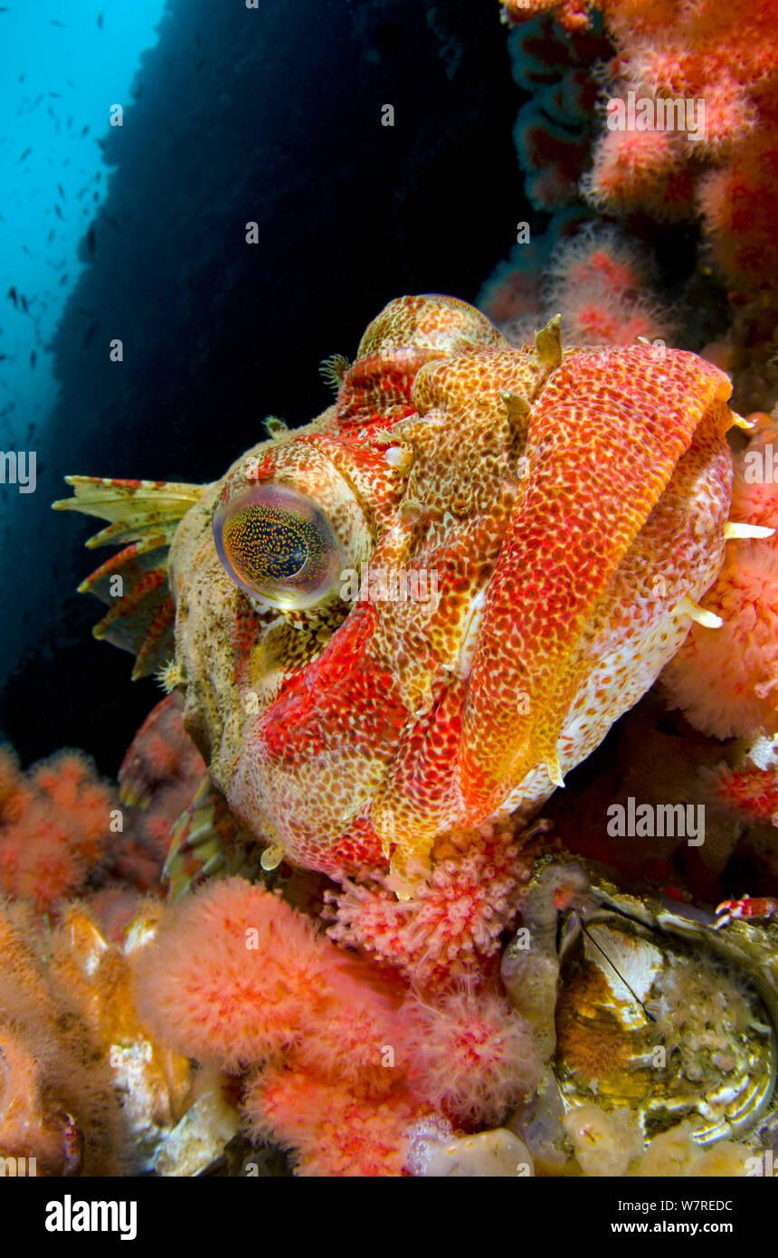 Red Irish lord (Hemilepidotus hemilepidotus) amongst red soft corals ...