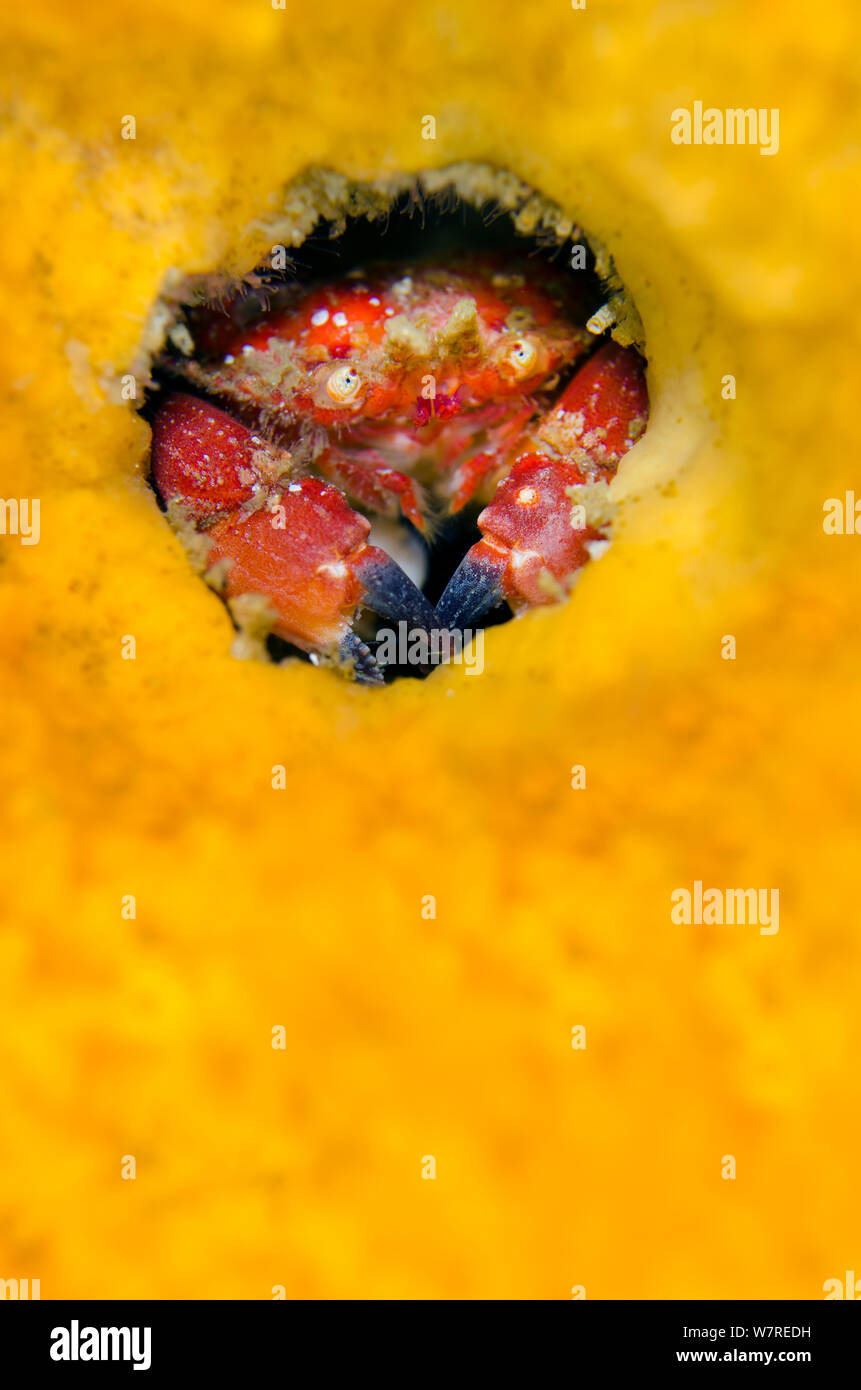 Pygmy rock crab hi-res stock photography and images - Alamy