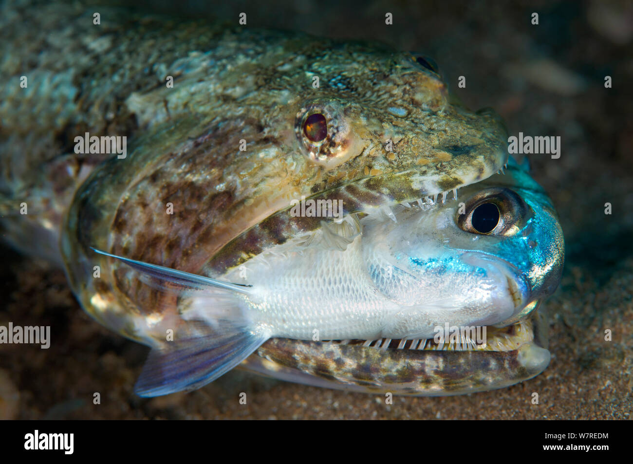 Lizardfish (Synodus synodus) eating a damselfish. Gran Canaria, Canary ...
