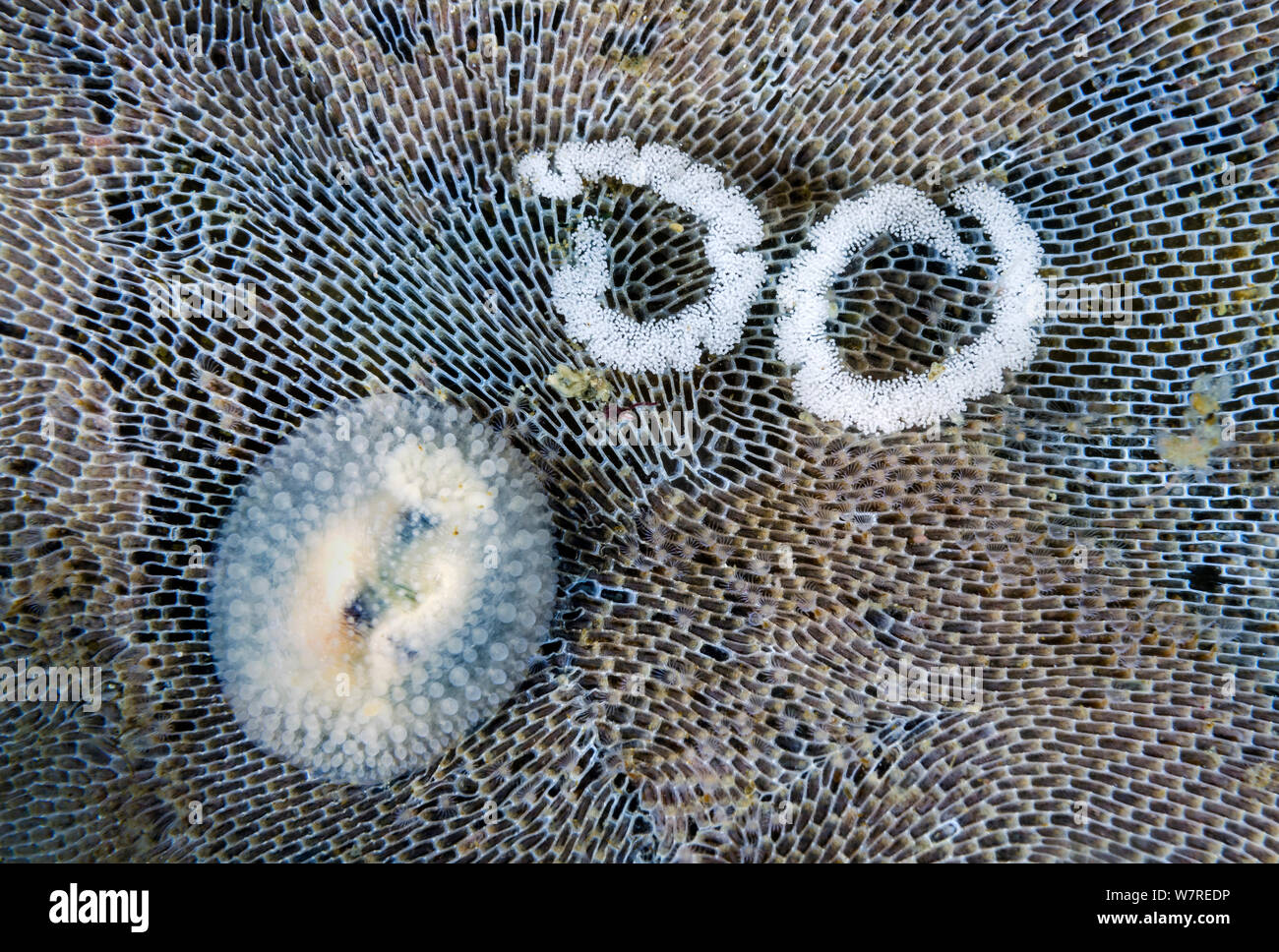 Nudibranch (Adalaria jannae) with egg masses laid on the bryozoan ...