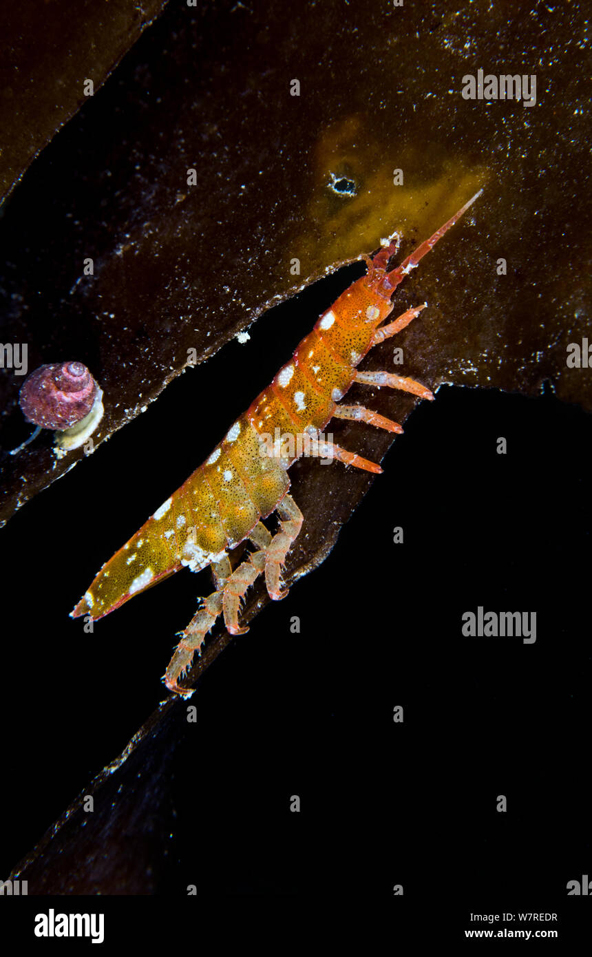 Isopod crustacean hi-res stock photography and images - Alamy