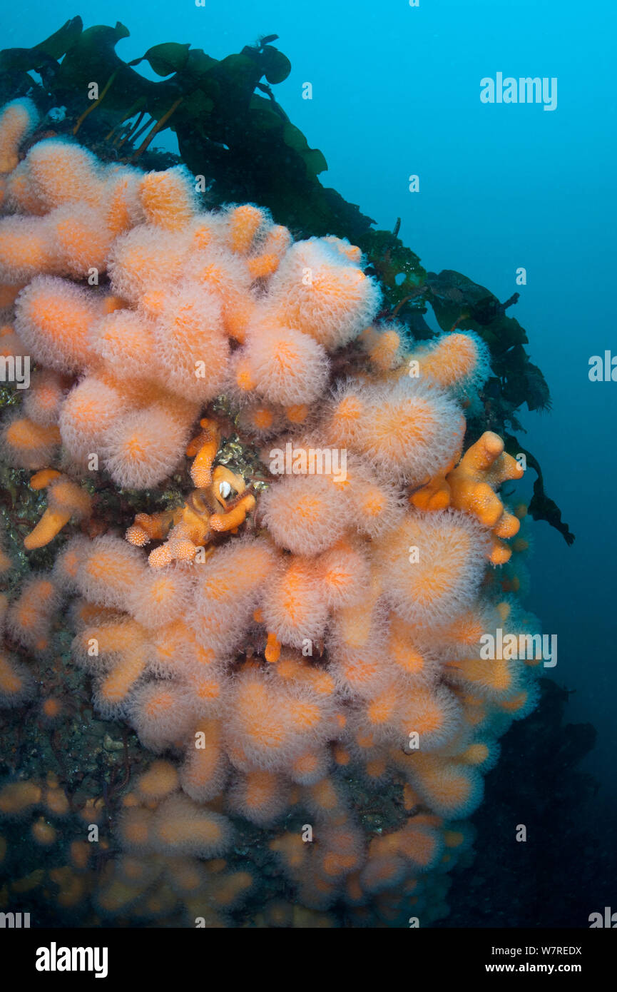 Dead man’s fingers coral hi-res stock photography and images - Alamy