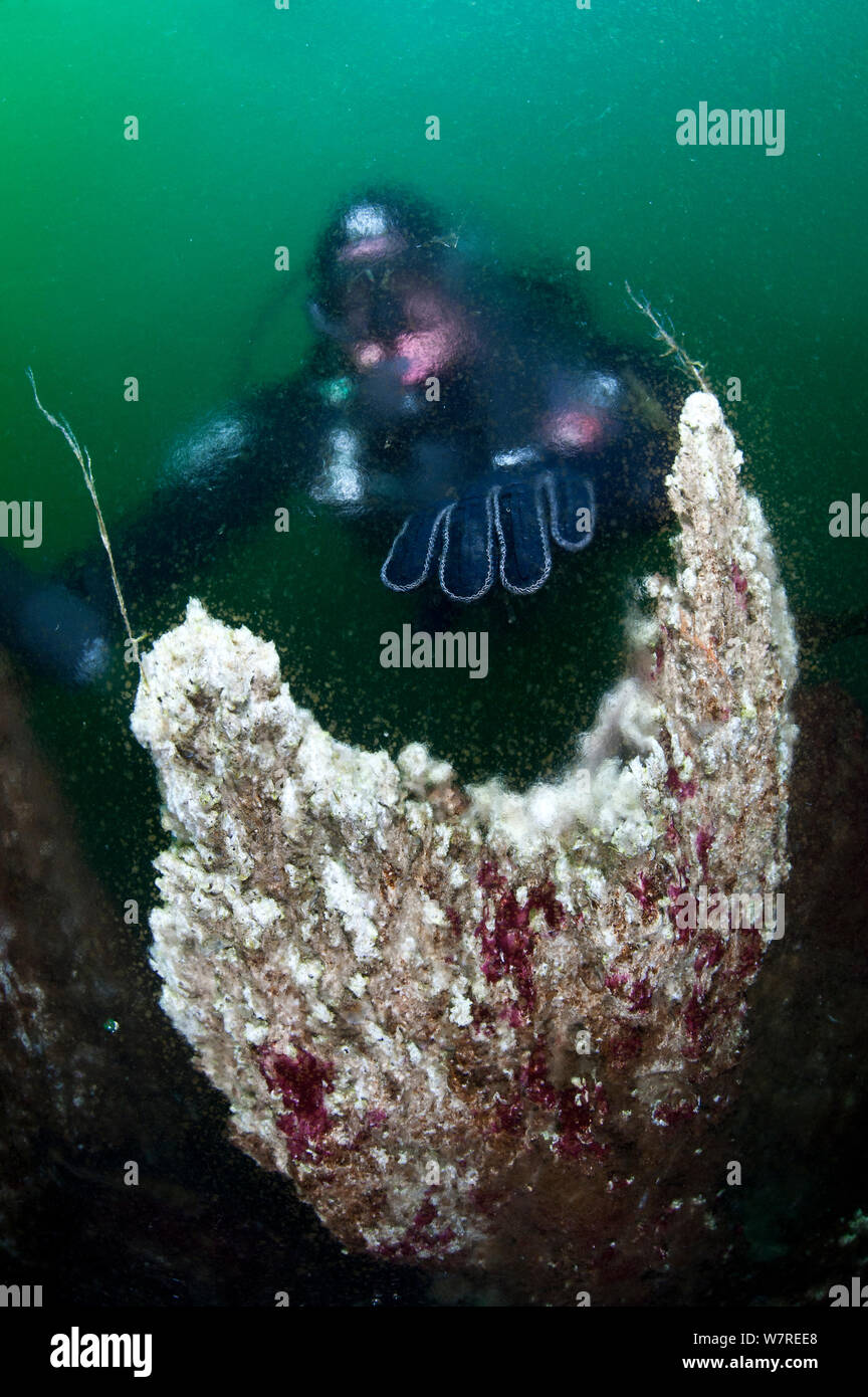 Hand reaching underwater hi-res stock photography and images - Alamy