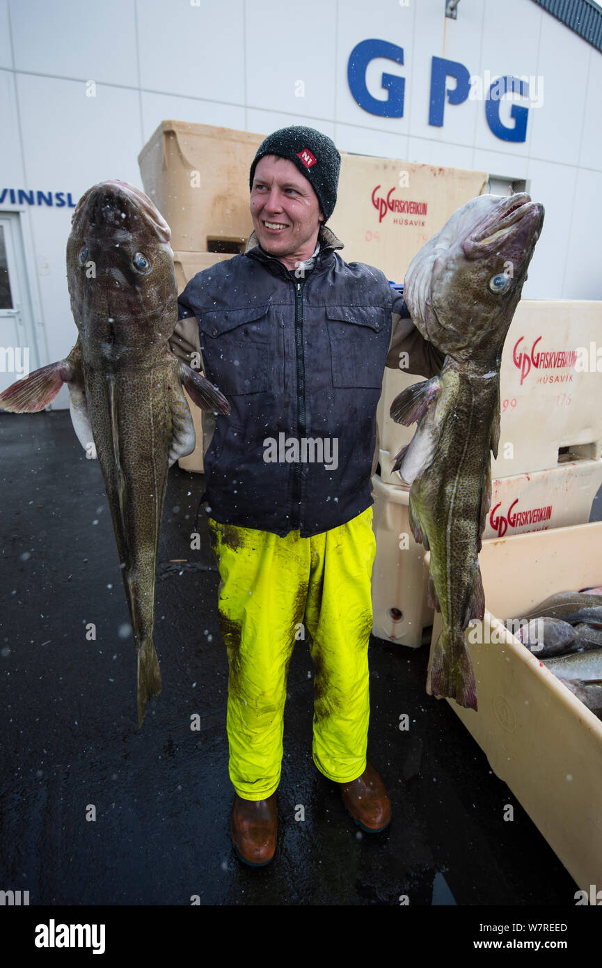 An Icelandic fisherman shows off a catch of large adult Cod (Gadus ...