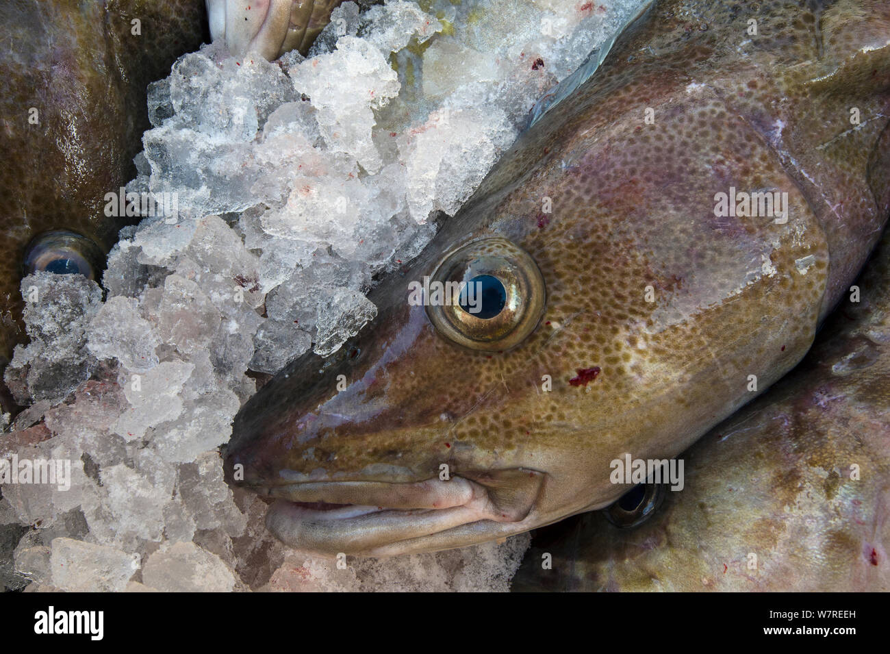 Cod (Gadus morhua) packed in ice at a fish processing plant. Husavik ...