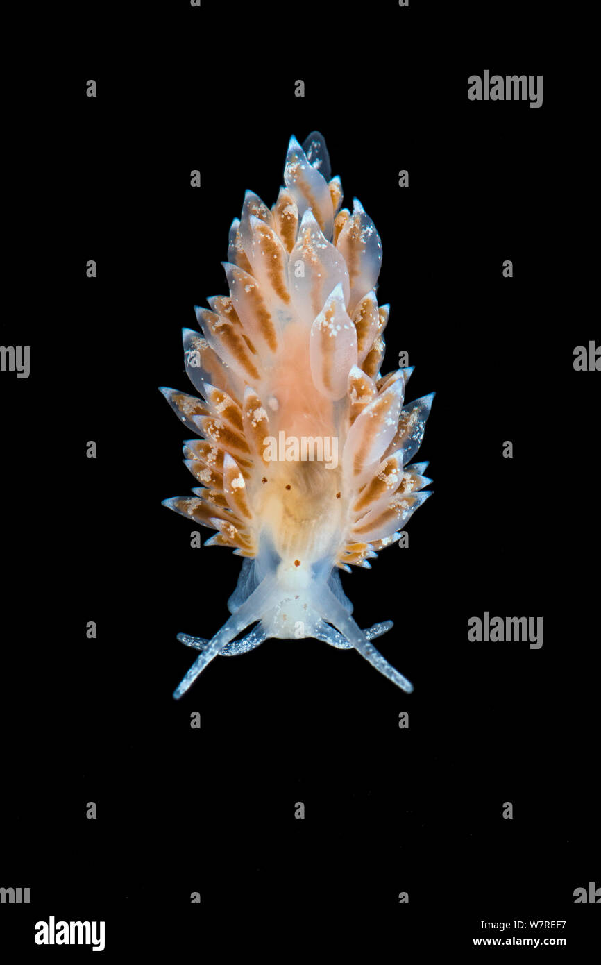 Pale nudibranch hi-res stock photography and images - Alamy