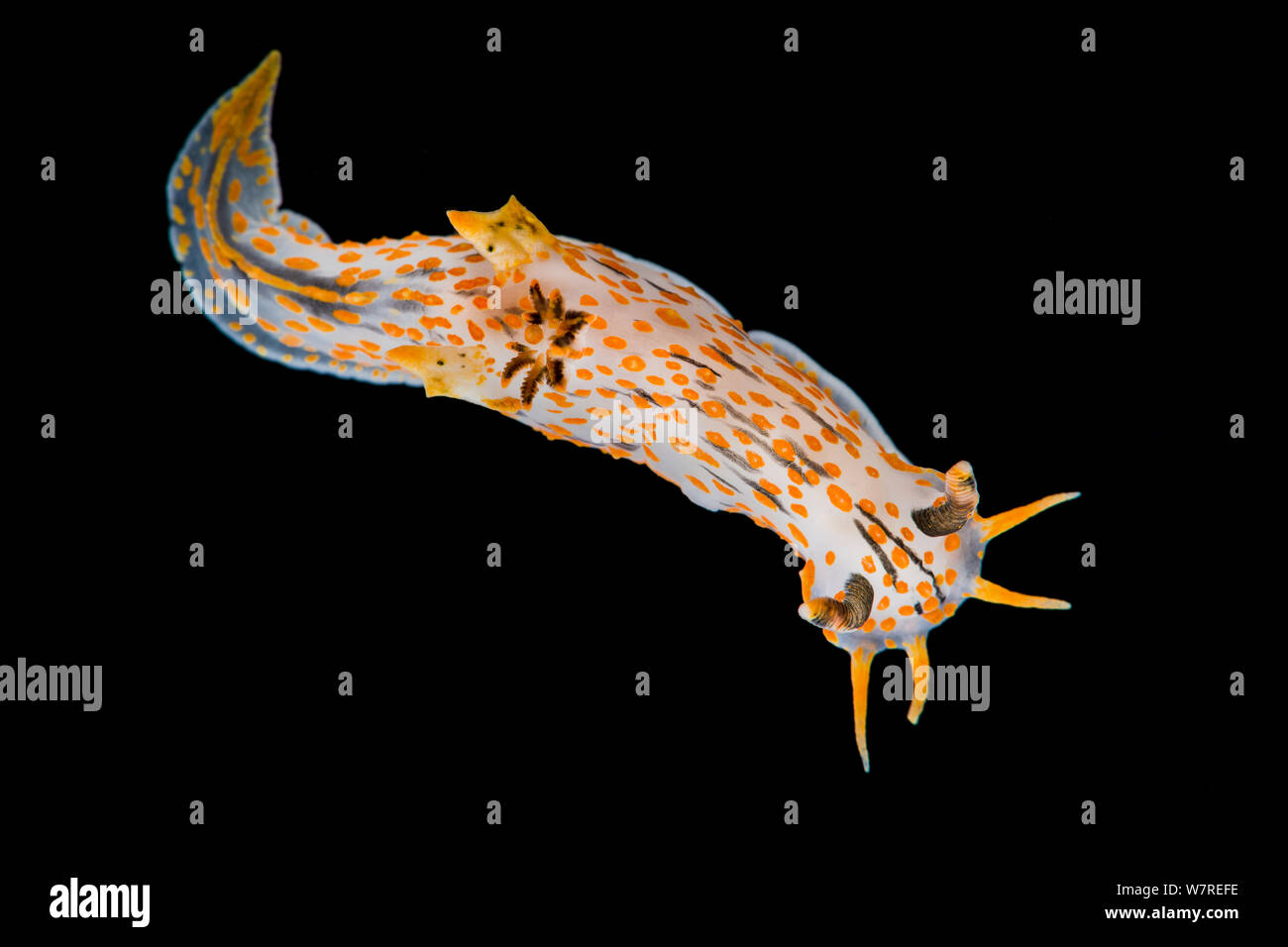Nudibranch polycera quadrilineata hi-res stock photography and images ...
