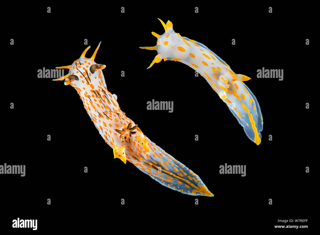 A pair of nudibranchs (Polycera quadrilineata) photographed in the ...