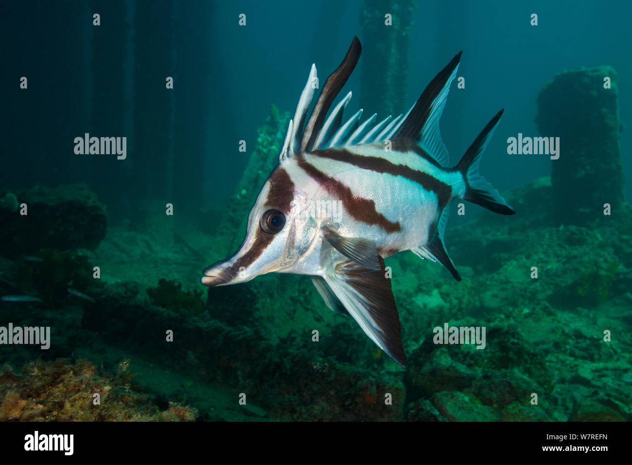 Boarfish Stock Photos & Boarfish Stock Images - Alamy