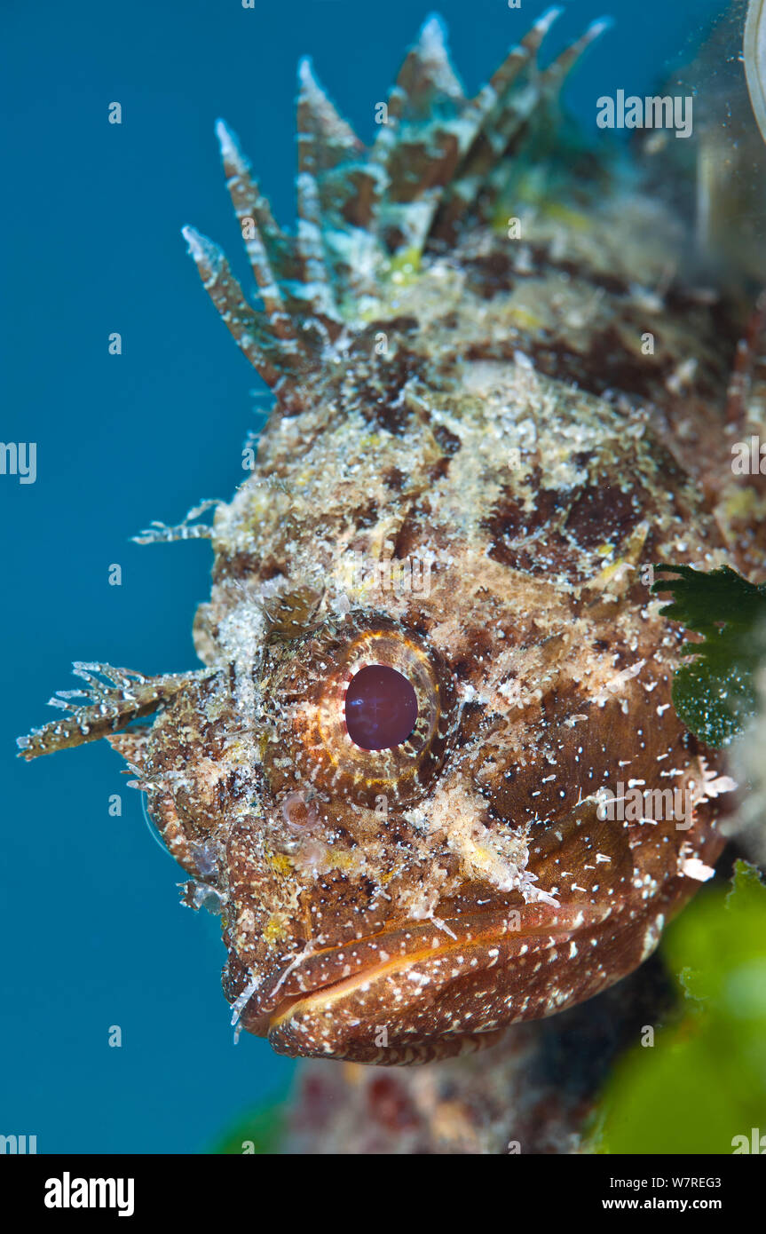 Black scorpionfishes hi-res stock photography and images - Alamy