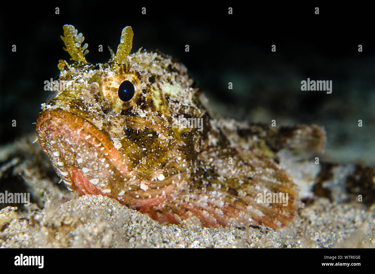 Motionless animal hi-res stock photography and images - Alamy