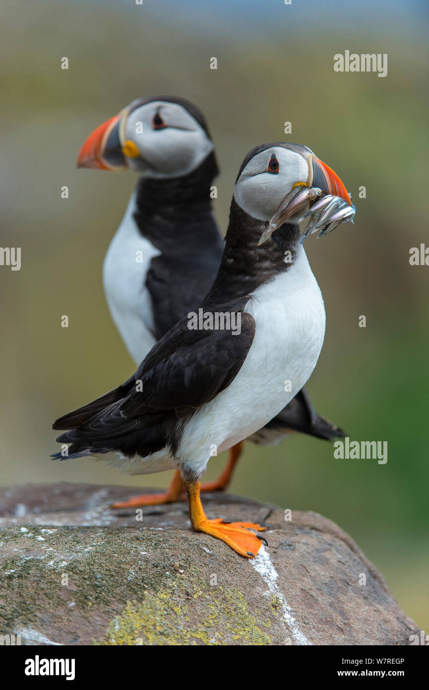 Sand lance fish hi-res stock photography and images - Alamy